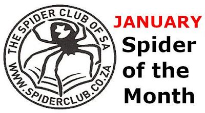 JANUARY Spider of the Month - Poll