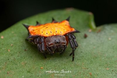 FEBRUARY Spider of the Month - Poll