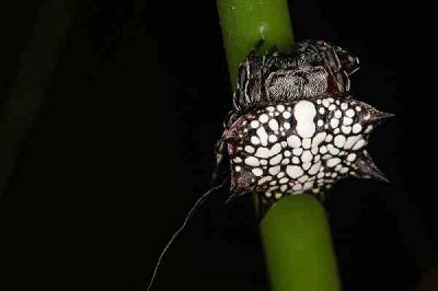 MARCH Spider of the Month - Poll